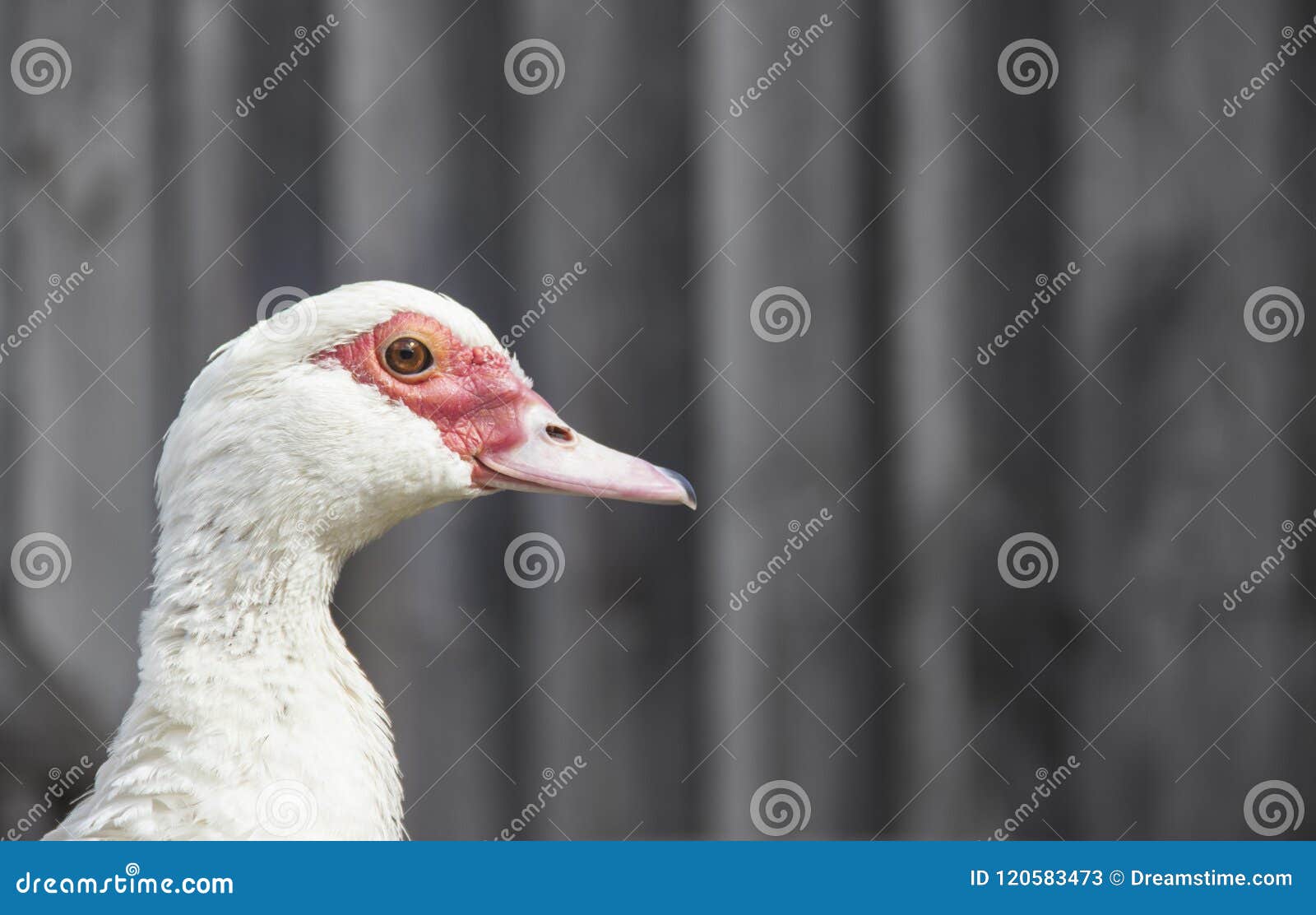 On a Dark Gray Black Background Duck Goose in Profile Muzzle Beak Teeth ...