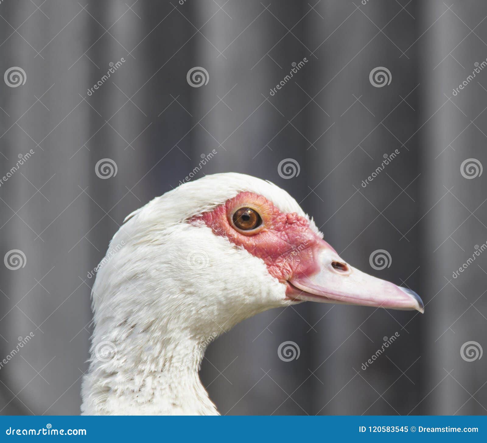 On a Dark Gray Black Background Duck Goose in Profile Muzzle Beak Teeth ...
