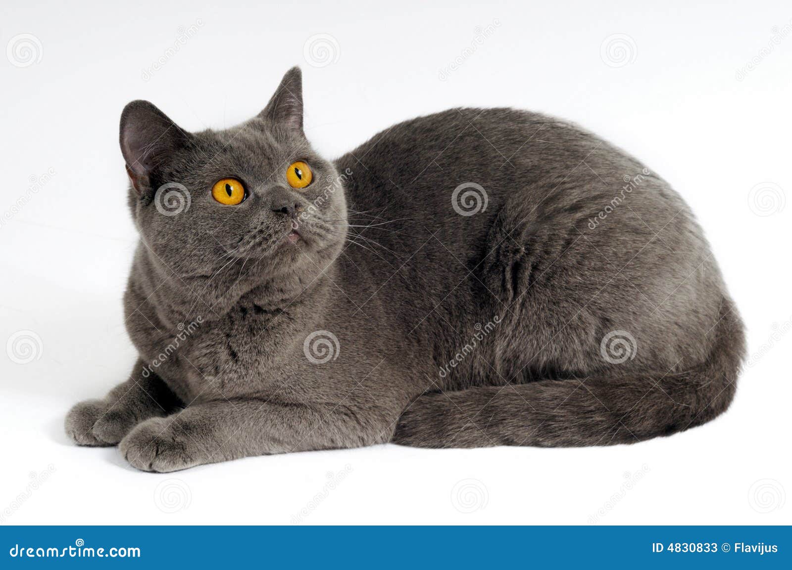 Dark gray cat stock image. Image of boredom, pets, domestic - 4830833