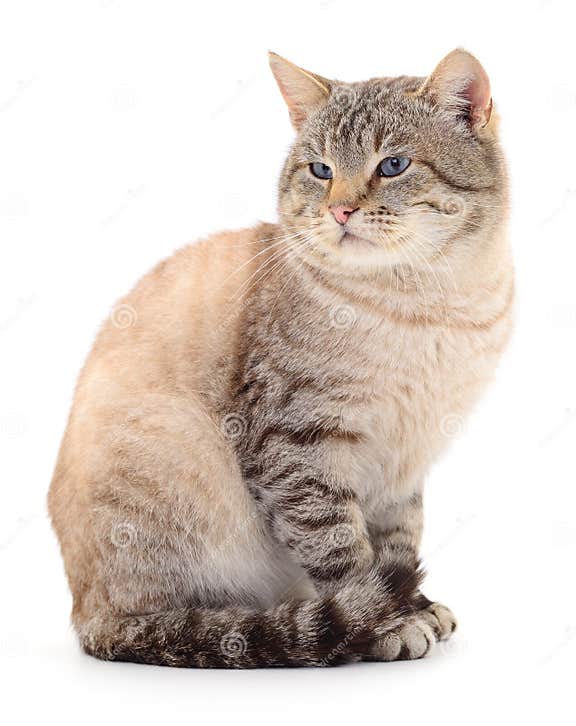 Dark gray cat stock image. Image of sitting, kitten - 262760733
