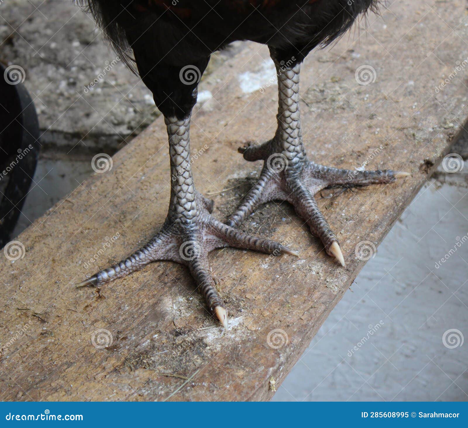 Dark Gray Chicken Shanks stock image. Image of wood - 285608995
