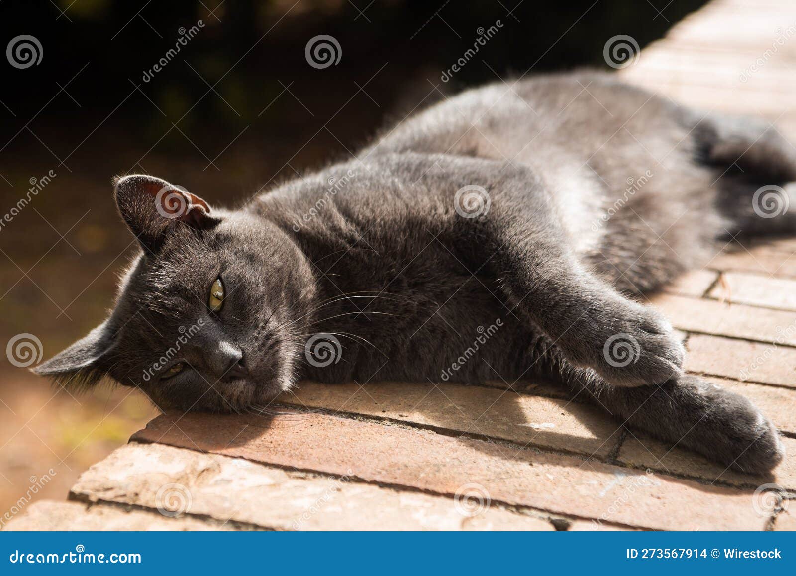 Dark-gray Domestic Cat Resting in the Sunlight. Stock Photo - Image of ...