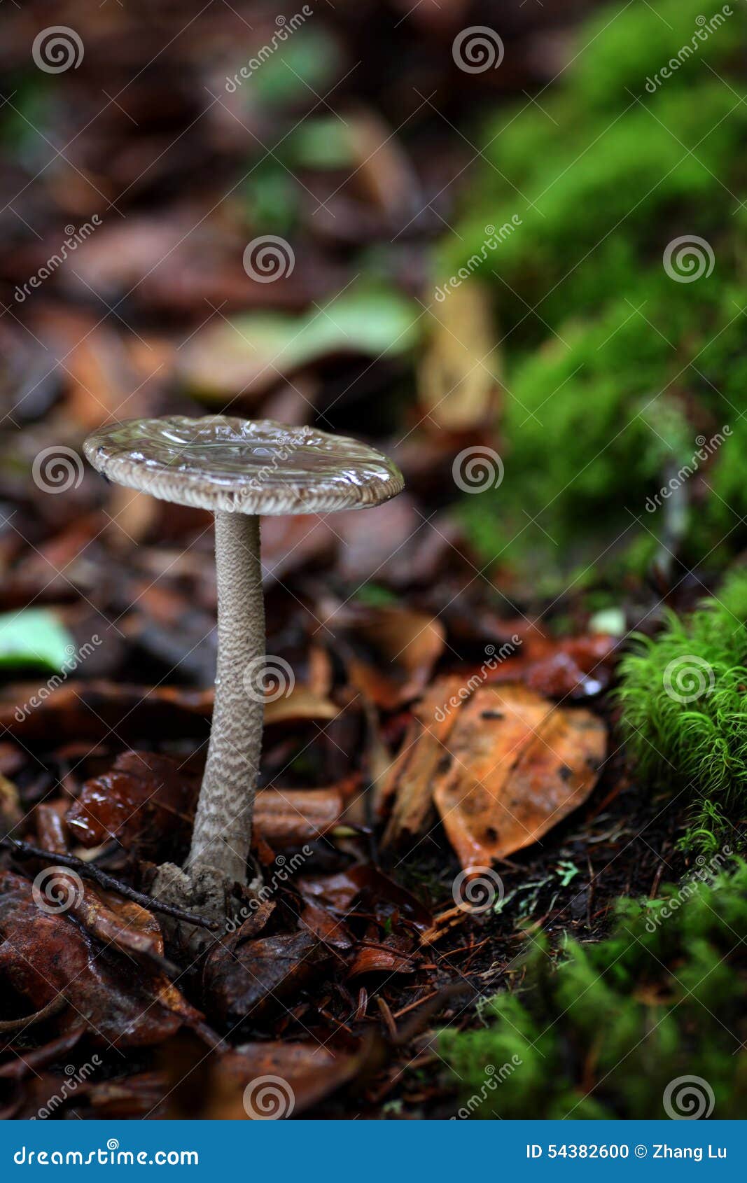 Dark gray mushroom stock photo. Image of mushrooms, strong - 54382600