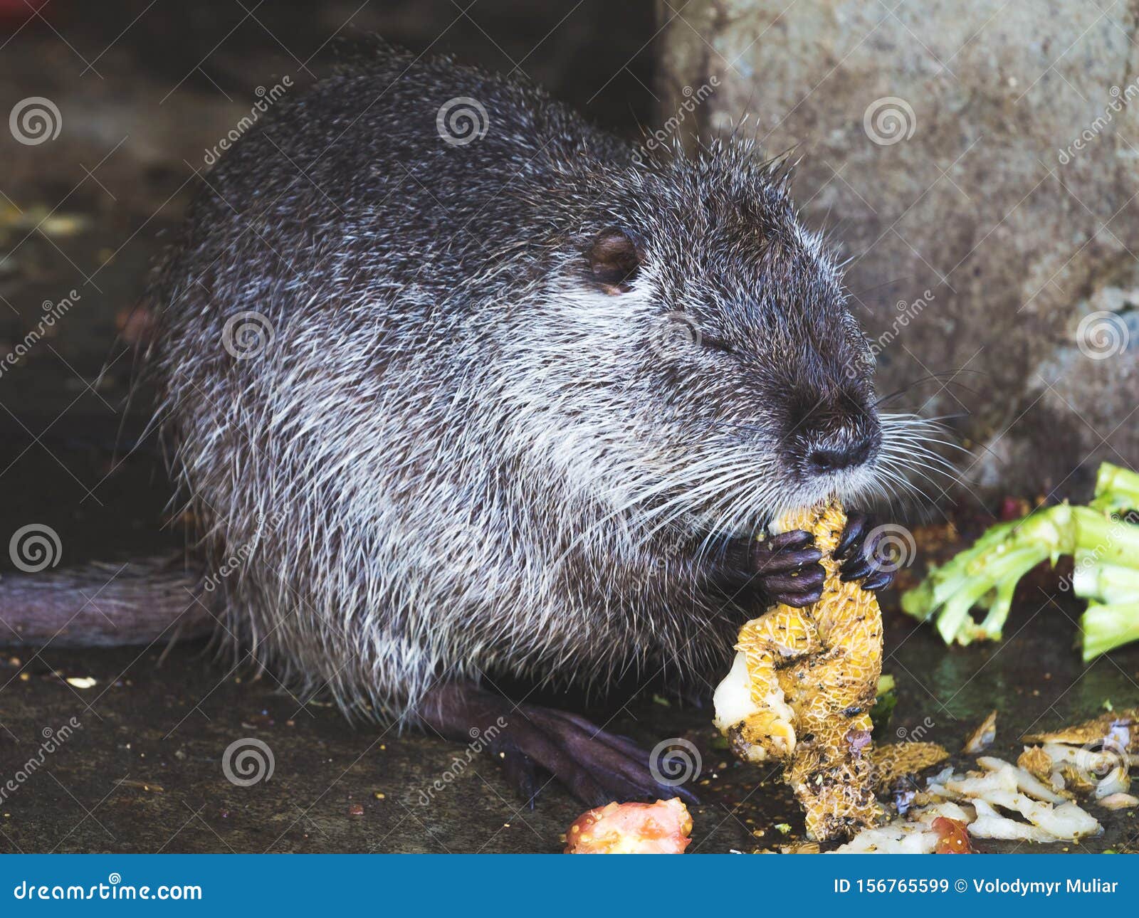 Dark Gray Nutria Eats Vegetables. Breeding Nutrias_ Stock Image - Image ...