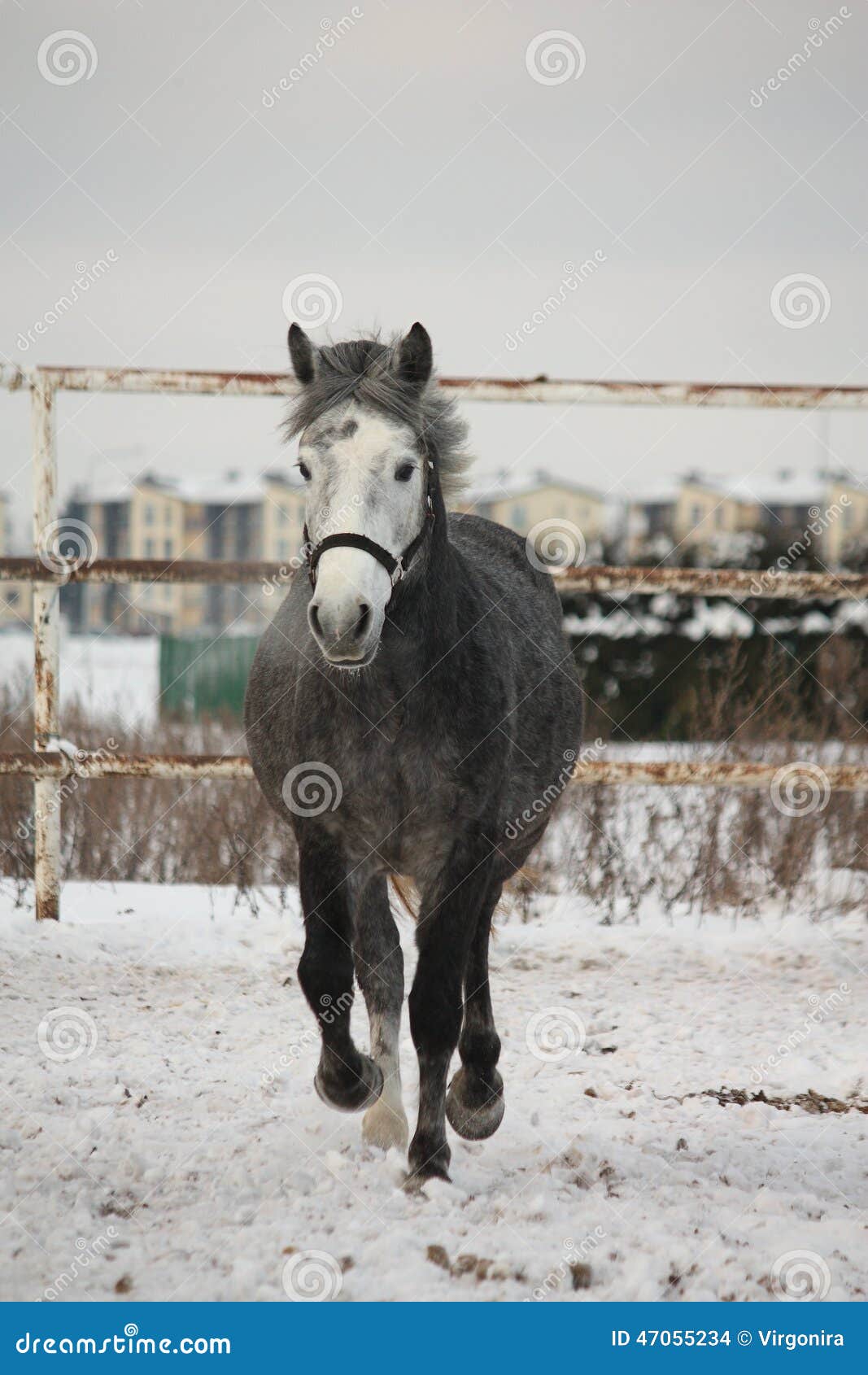 Dark Gray Pony Trotting in the Snow Stock Photo - Image of livestock ...