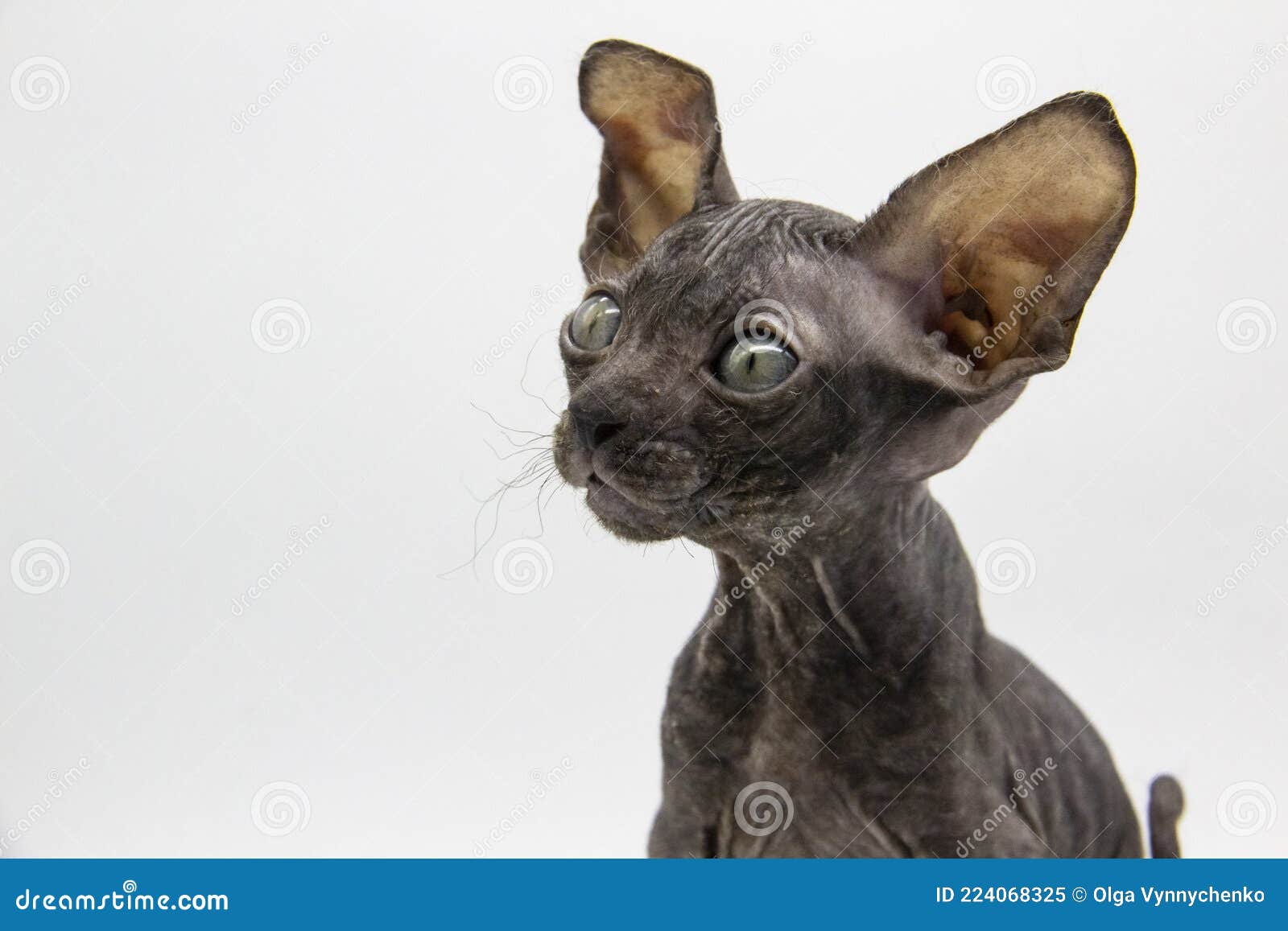 Dark Gray Sphynx Kitten Against White Background Stock Image - Image of ...