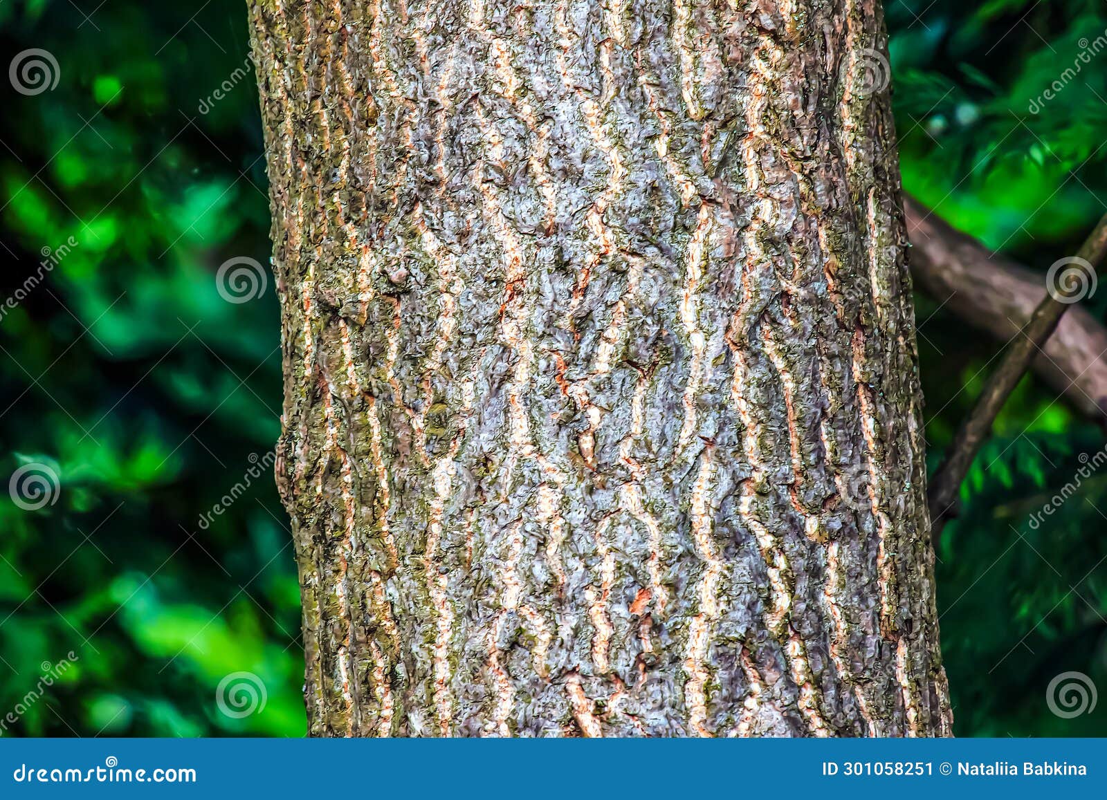 The Dark Gray Texture of the Bark of the Ginkgo Biloba Tree, Also ...