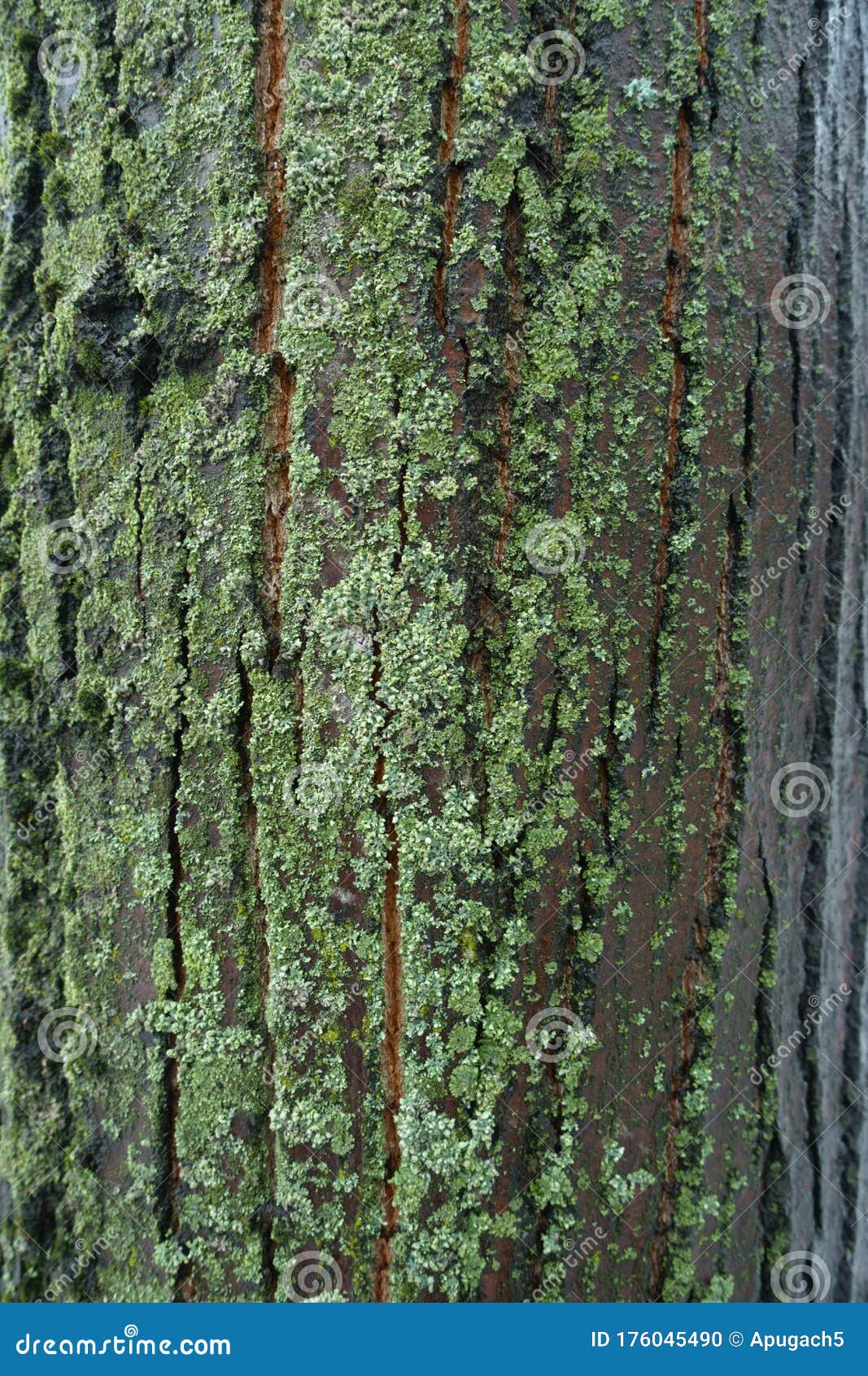 Dark Gray Tree Bark Covered with Green Moss and Lichen Stock Photo ...