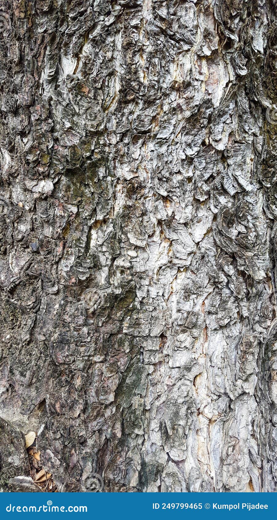 Dark Gray Tree Bark Texture Pattern for Use As Background Stock Image ...