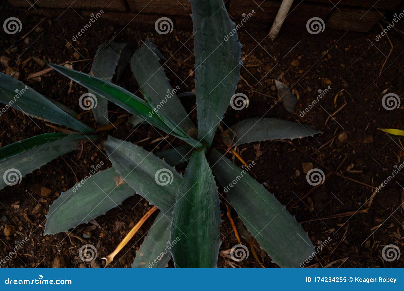 Dark green Alo plant stock image. Image of nature, dark - 174234255
