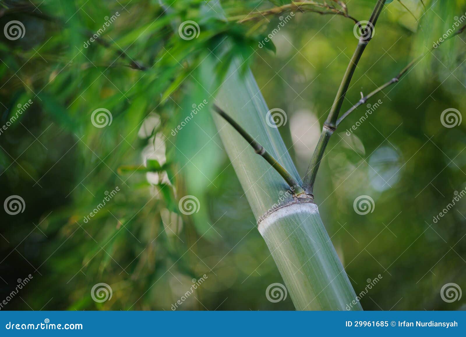 1,694 Green Node Photos - Free & Royalty-Free Stock Photos from Dreamstime