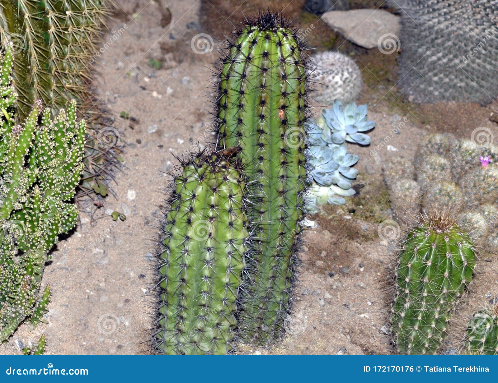 Dark Green Cactus Growing in a Botanical Garden Stock Photo - Image of ...