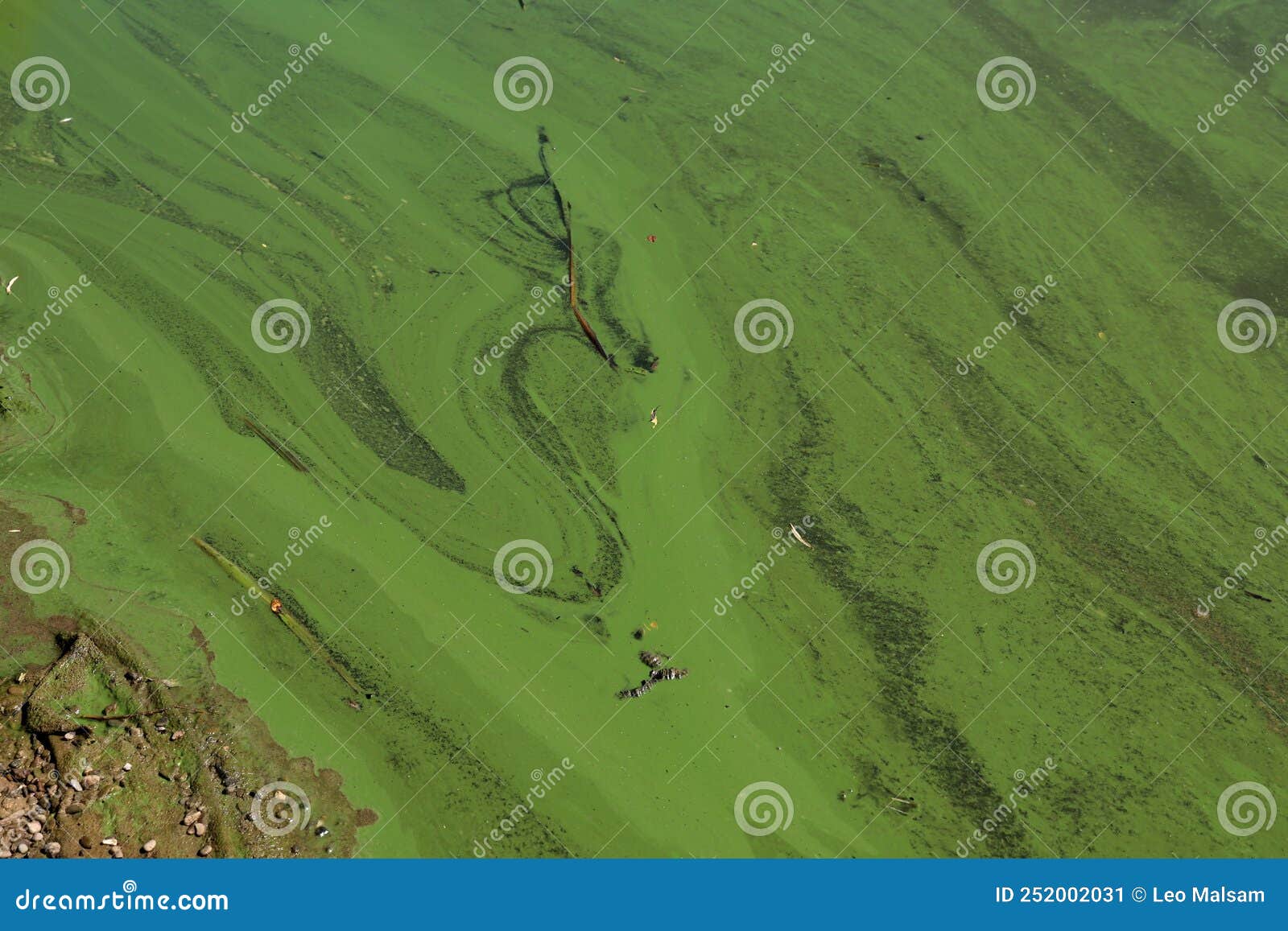 Dark Green Colored Algae that Fill the Lake Stock Image - Image of lake ...