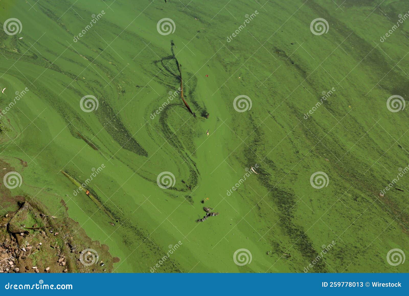 Dark Green Colored Algae that Fill the Lake Stock Image - Image of ...