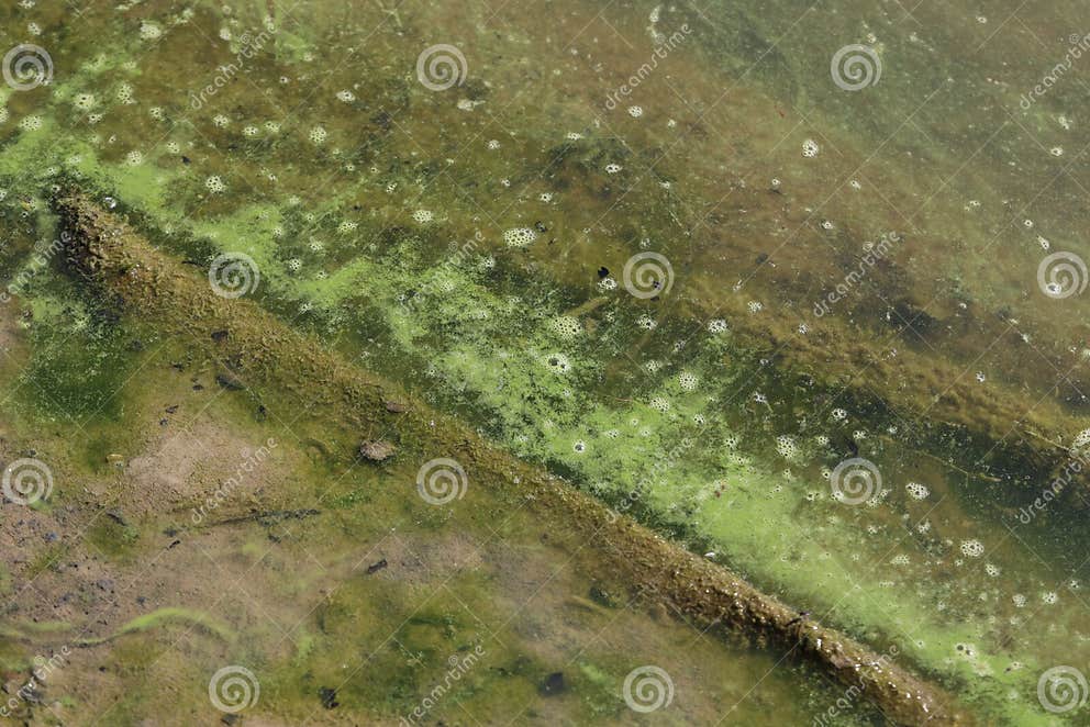 Dark Green Colored Algae that Fill the Lake Stock Image - Image of ...