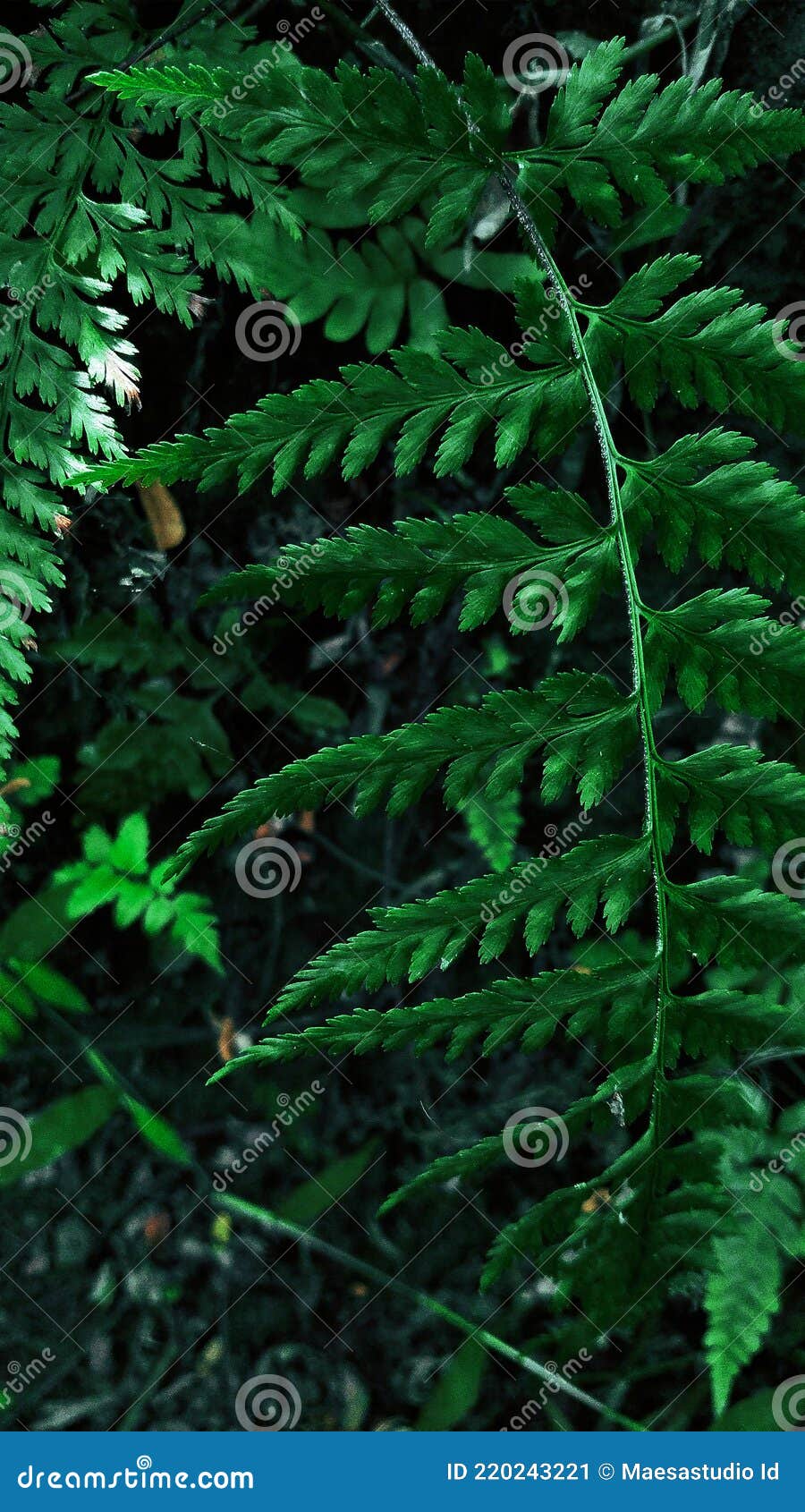 Dark green fern leaves stock image. Image of green, spruce - 220243221