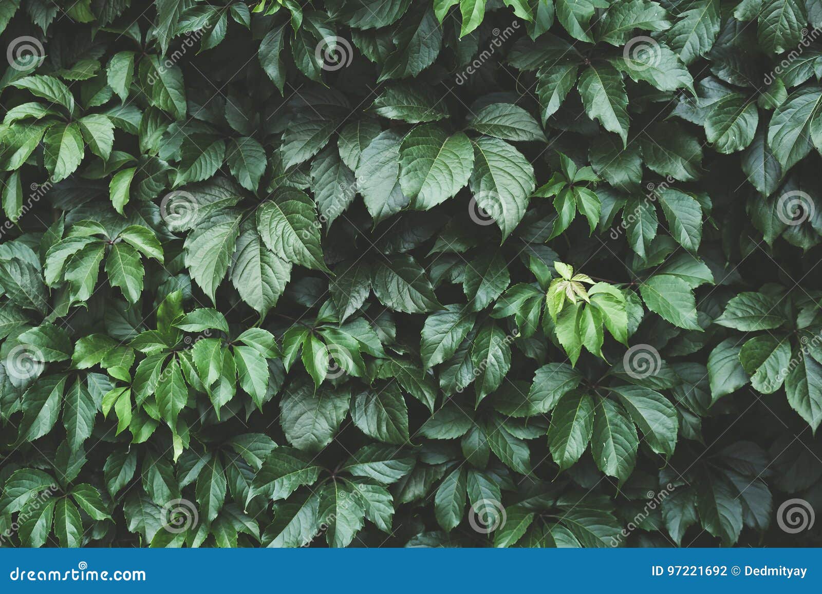 Dark Green Foliage, Green Leaves Background, Pattern, Texture Stock ...
