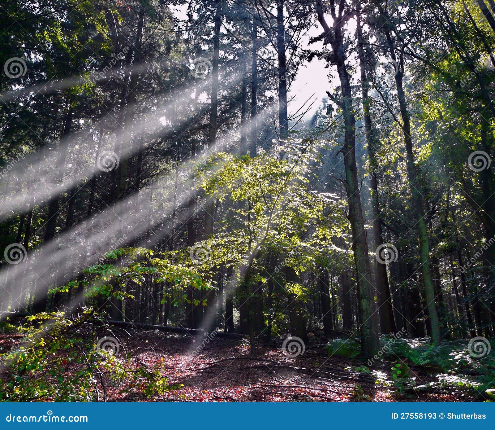 Dark green forest stock image. Image of forestall, grass - 27558193