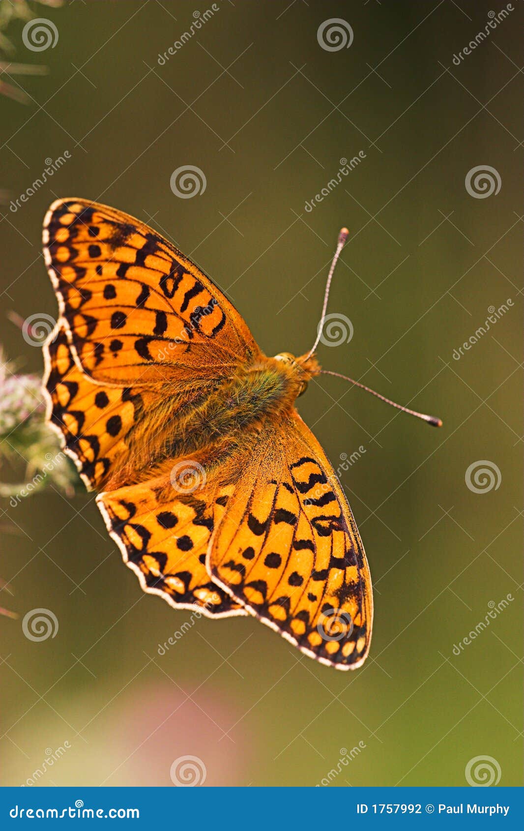 Dark green Fritillary stock photo. Image of color, striking - 1757992