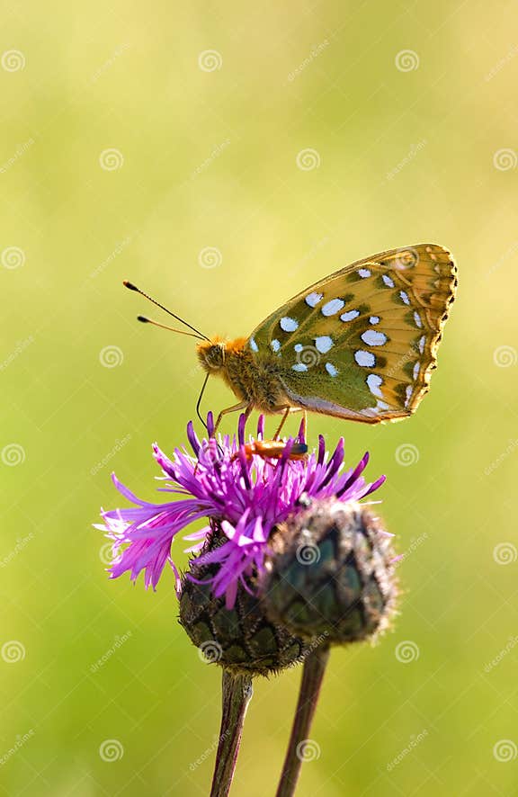 Dark Green Fritillary on Thistle Stock Photo - Image of color ...