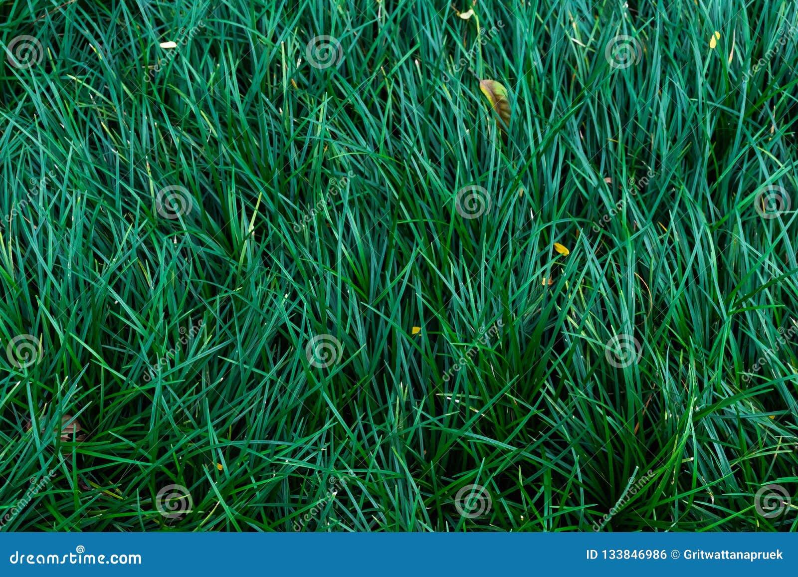 Dark Green Grass Background Stock Photo - Image of greenery, color ...