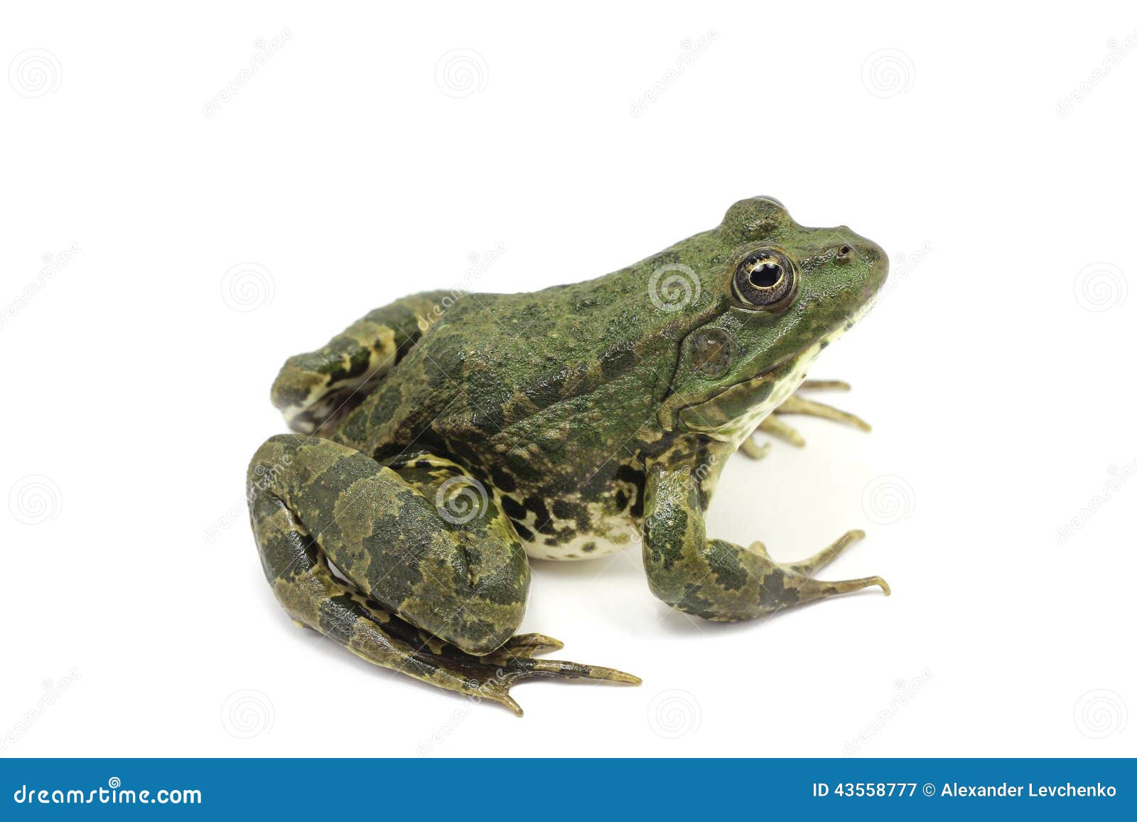 Dark green green frog stock image. Image of riroda, pond - 43558777