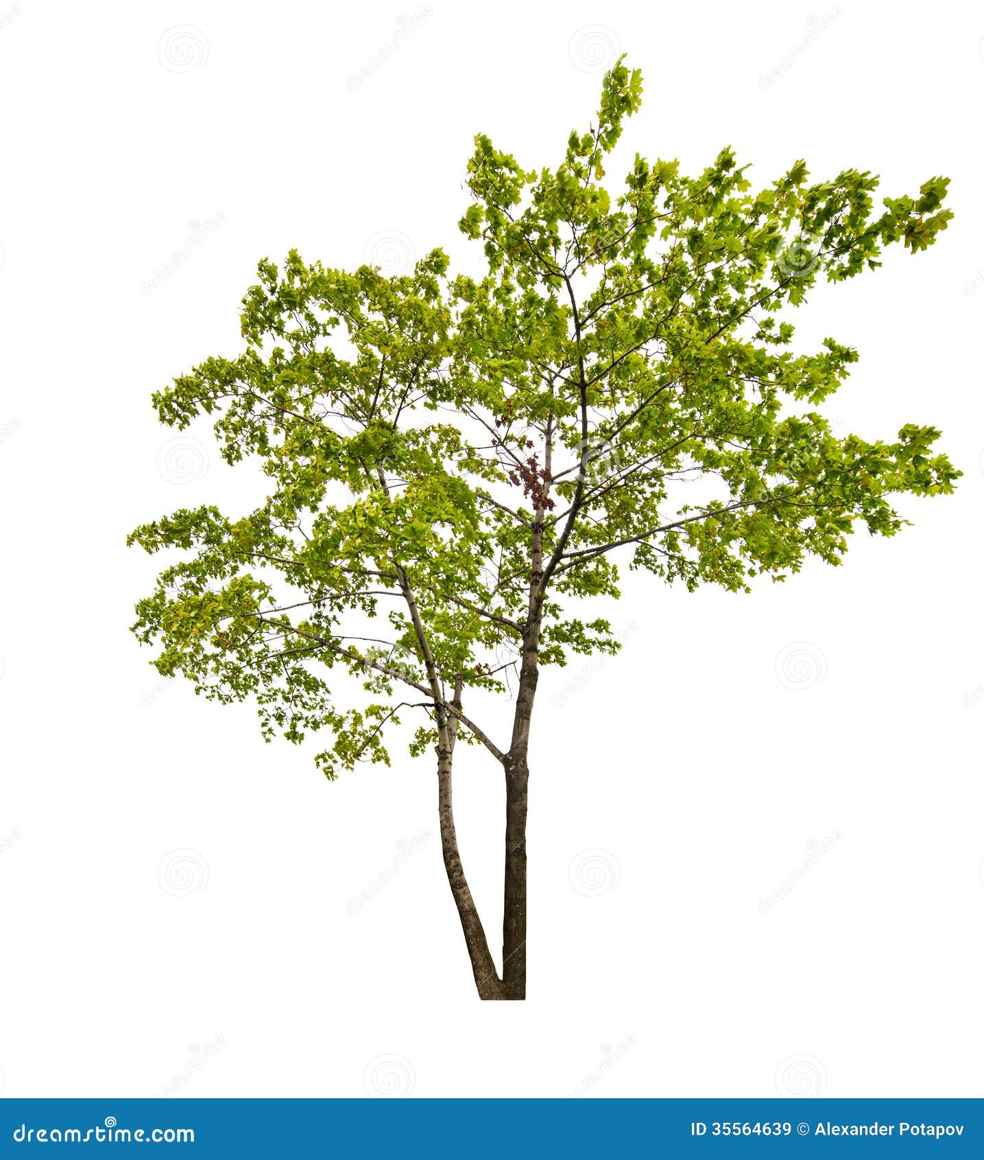 Maple Tree White Background