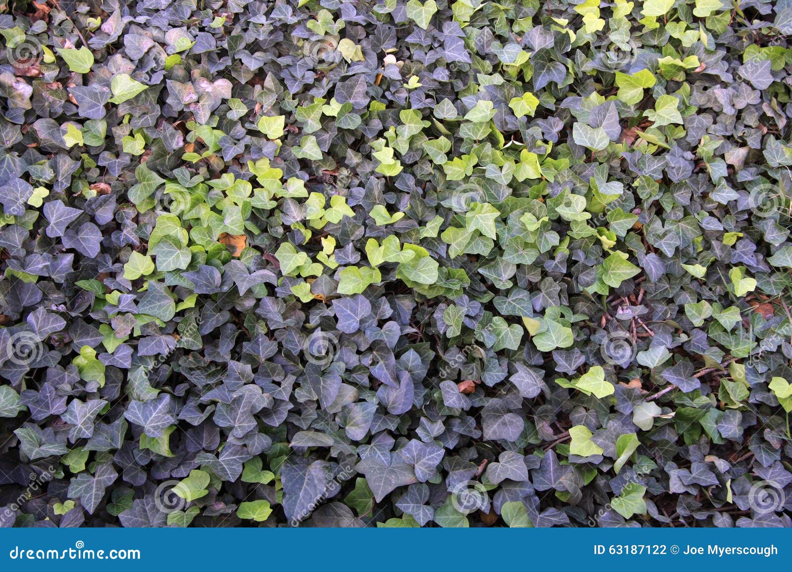 Dark Green Ivy Texture/Background Stock Photo - Image of park, texture ...