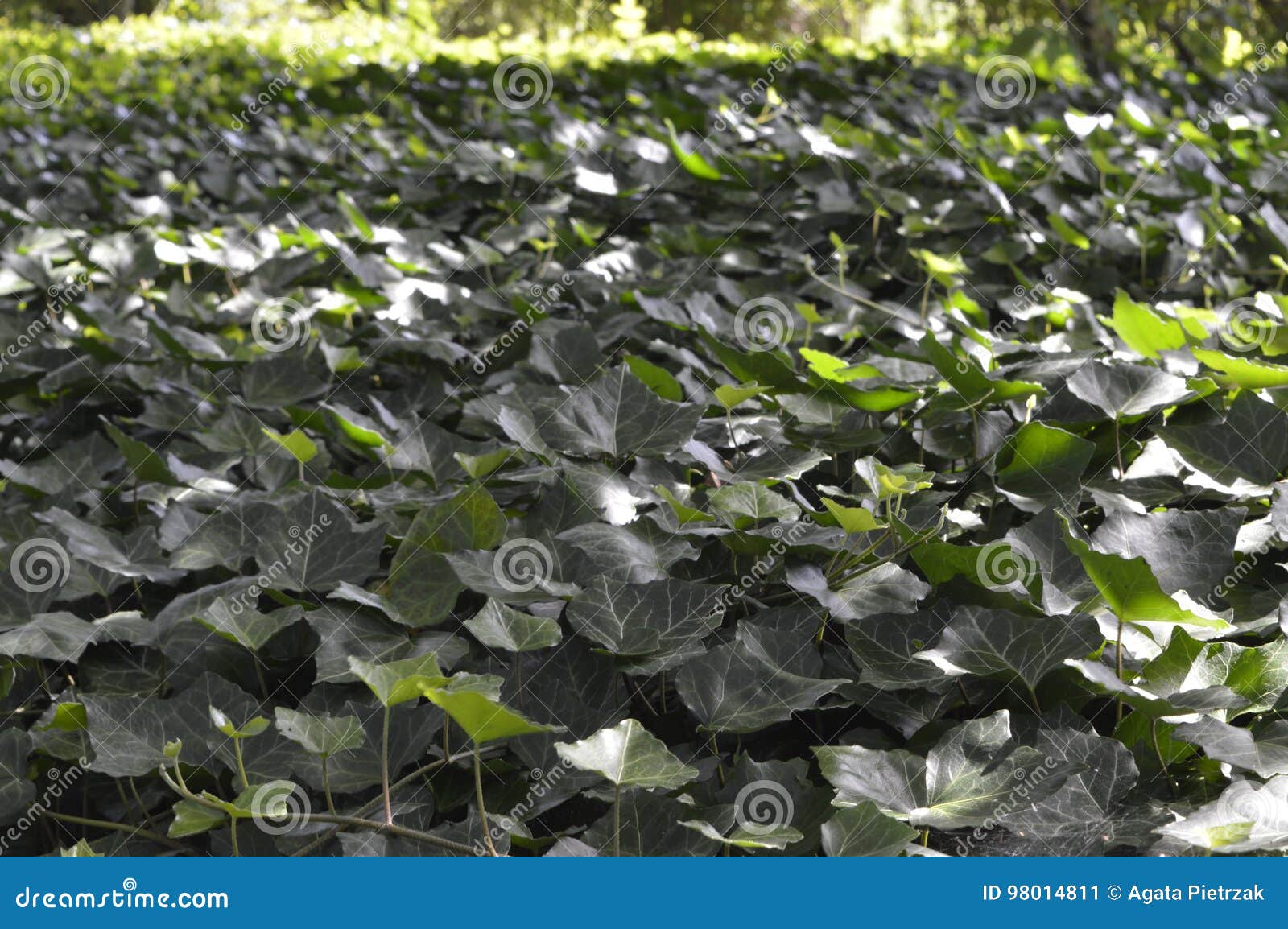 Dark green ivy stock image. Image of garden, thick, plant - 98014811
