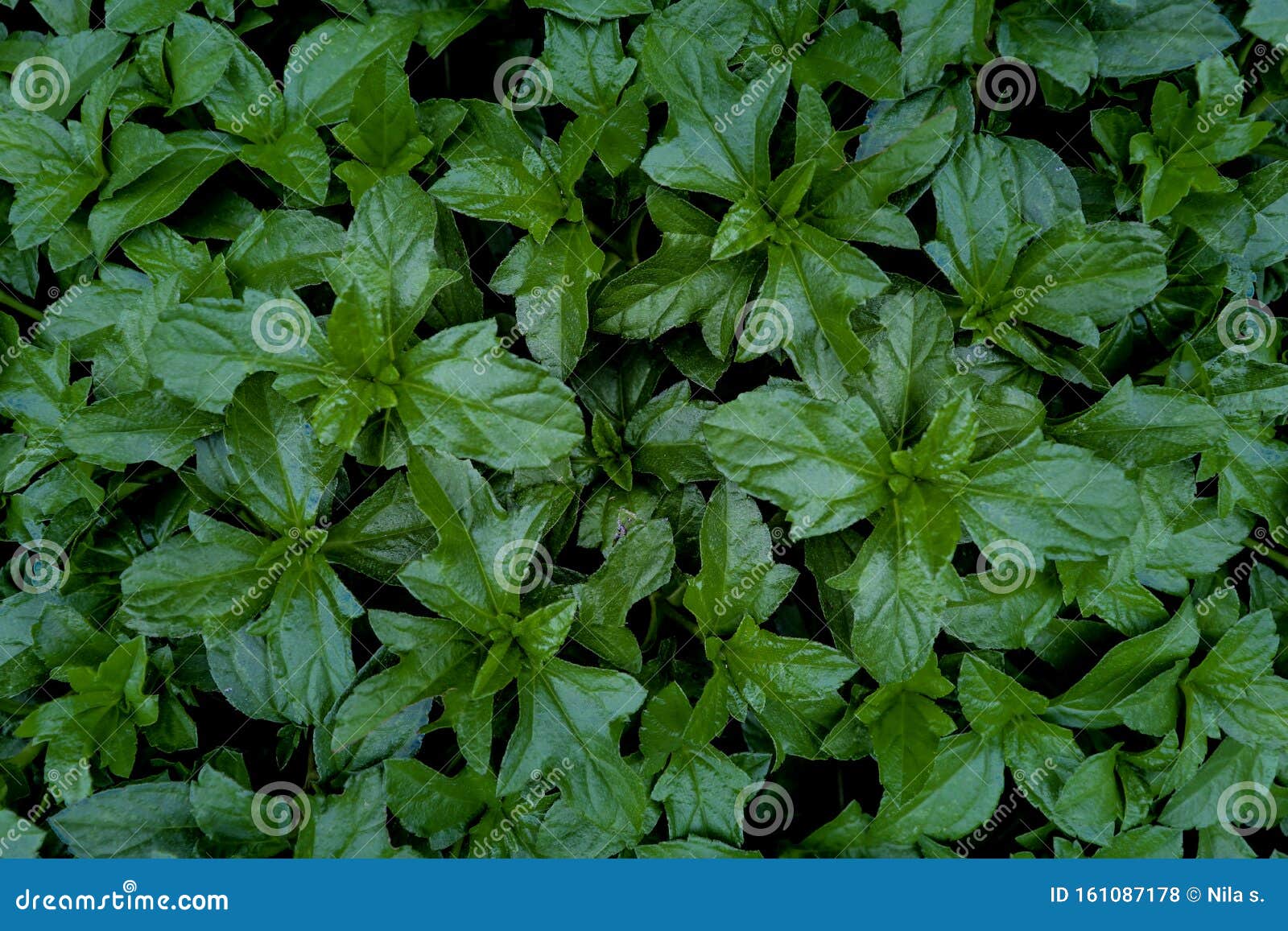 Dark Green Leaf Pattern Background and Wallpaper. Tropical Leaves ...