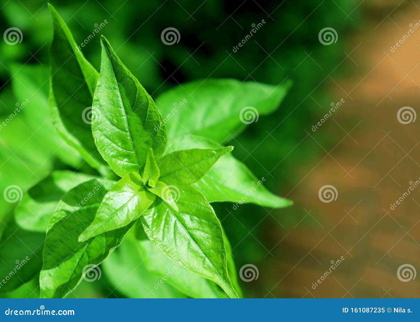 Dark Green Leaf Pattern Background and Wallpaper. Tropical Leaves ...