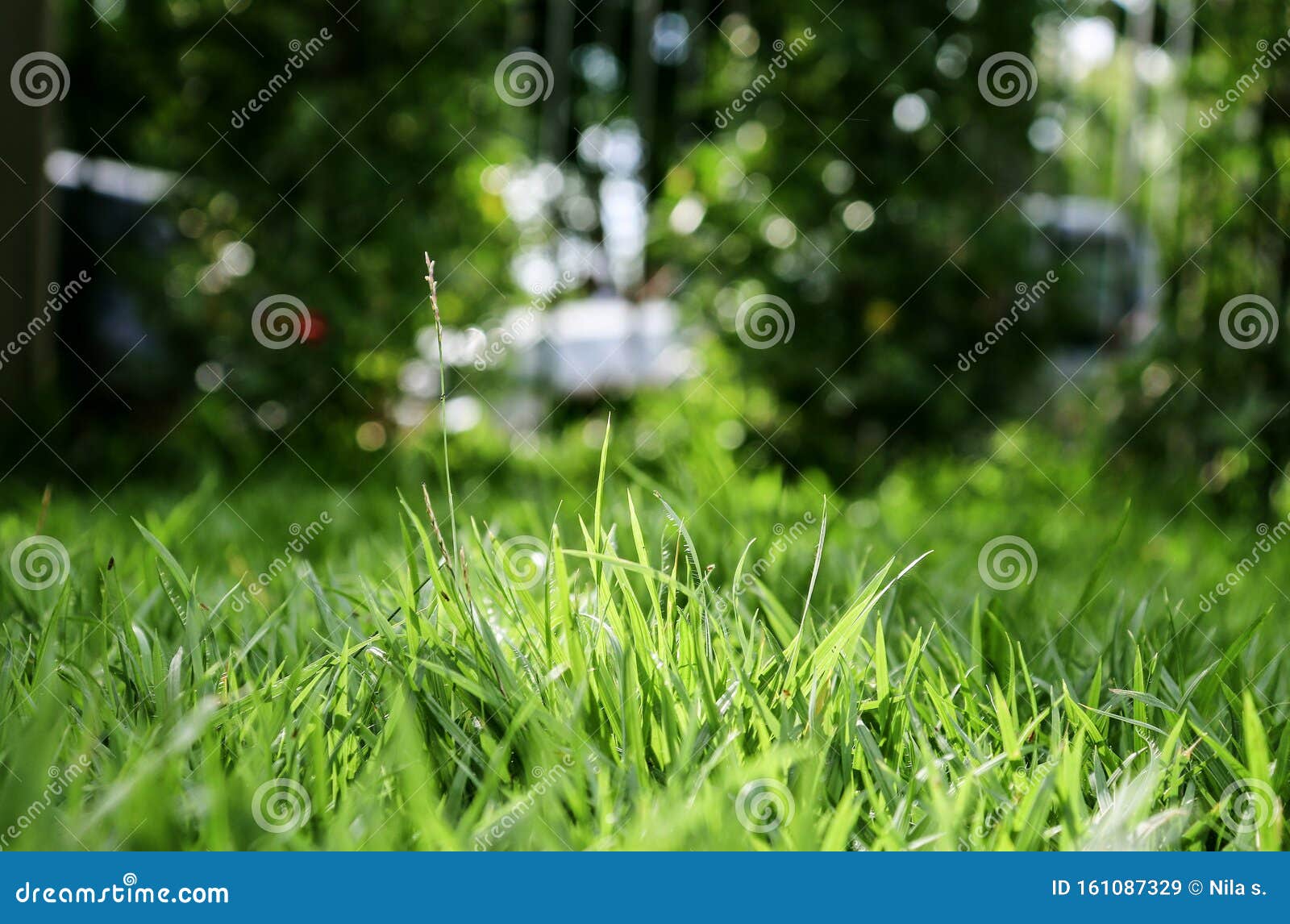 Dark Green Leaf Pattern Background and Wallpaper. Tropical Leaves ...