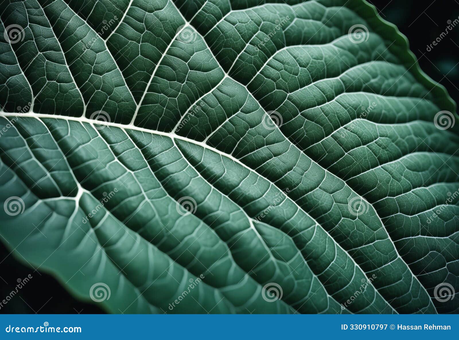 Dark Green Leaf Texture Close Up Leaf Texture Background Stock ...