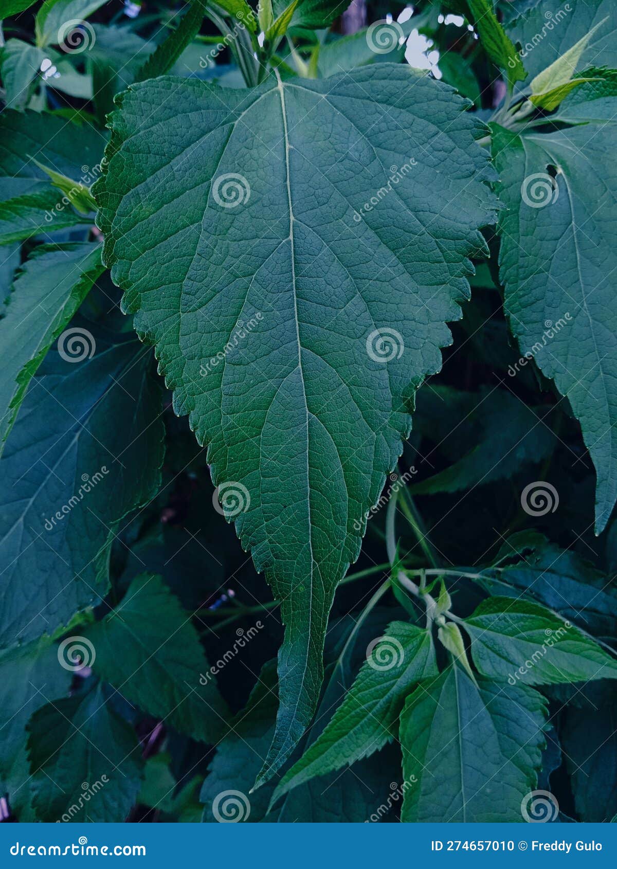 Dark Green Leaf of a Wild Plant Tree Close Up Stock Photo - Image of ...