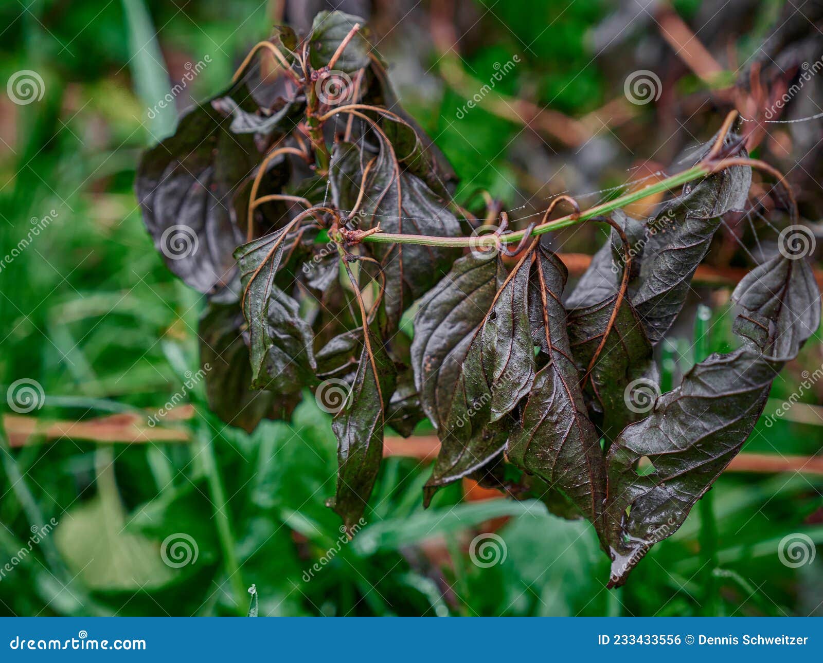 Dark Green Leaves that are Rotting Stock Photo - Image of landscape ...