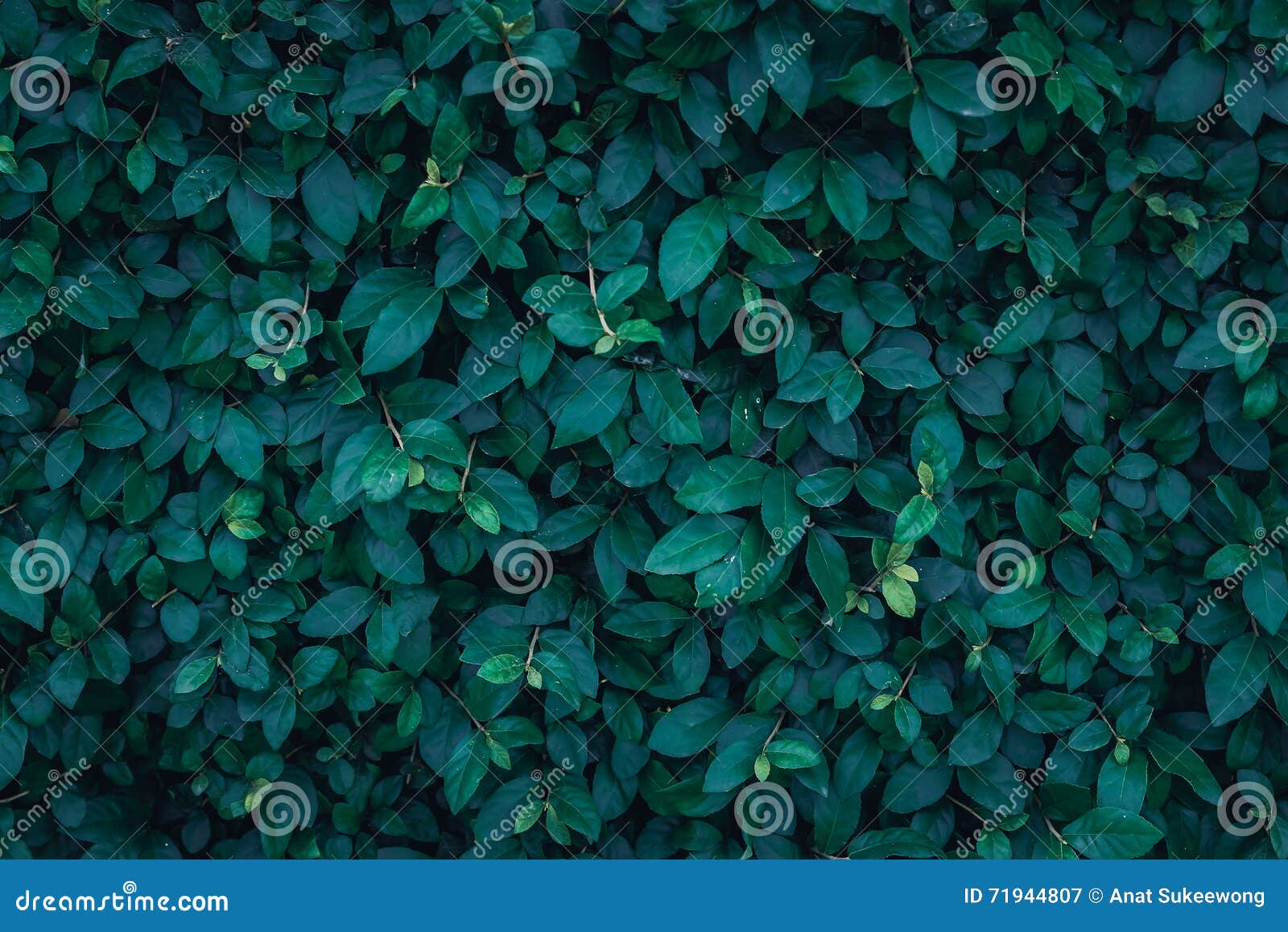 Dark green leaves texture stock image. Image of bright - 71944807