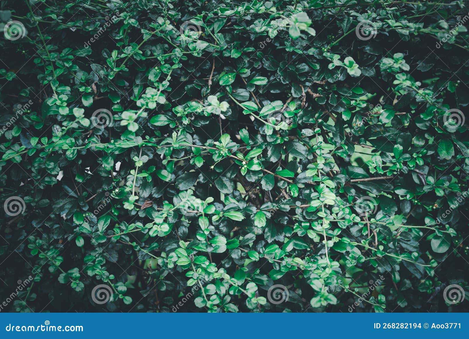 Dark Green Leaves Tropical Leaf Group Background Concept of Nature ...