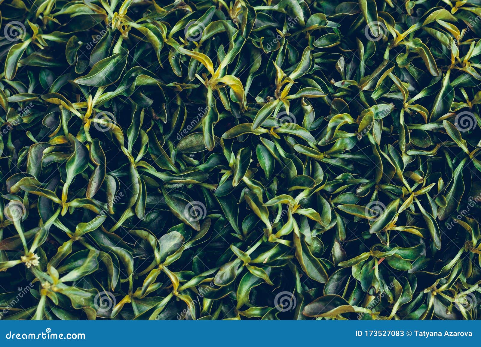 Dark Green Leaves on the Wall. Natural Pattern, Leaf Texture. Abstract ...