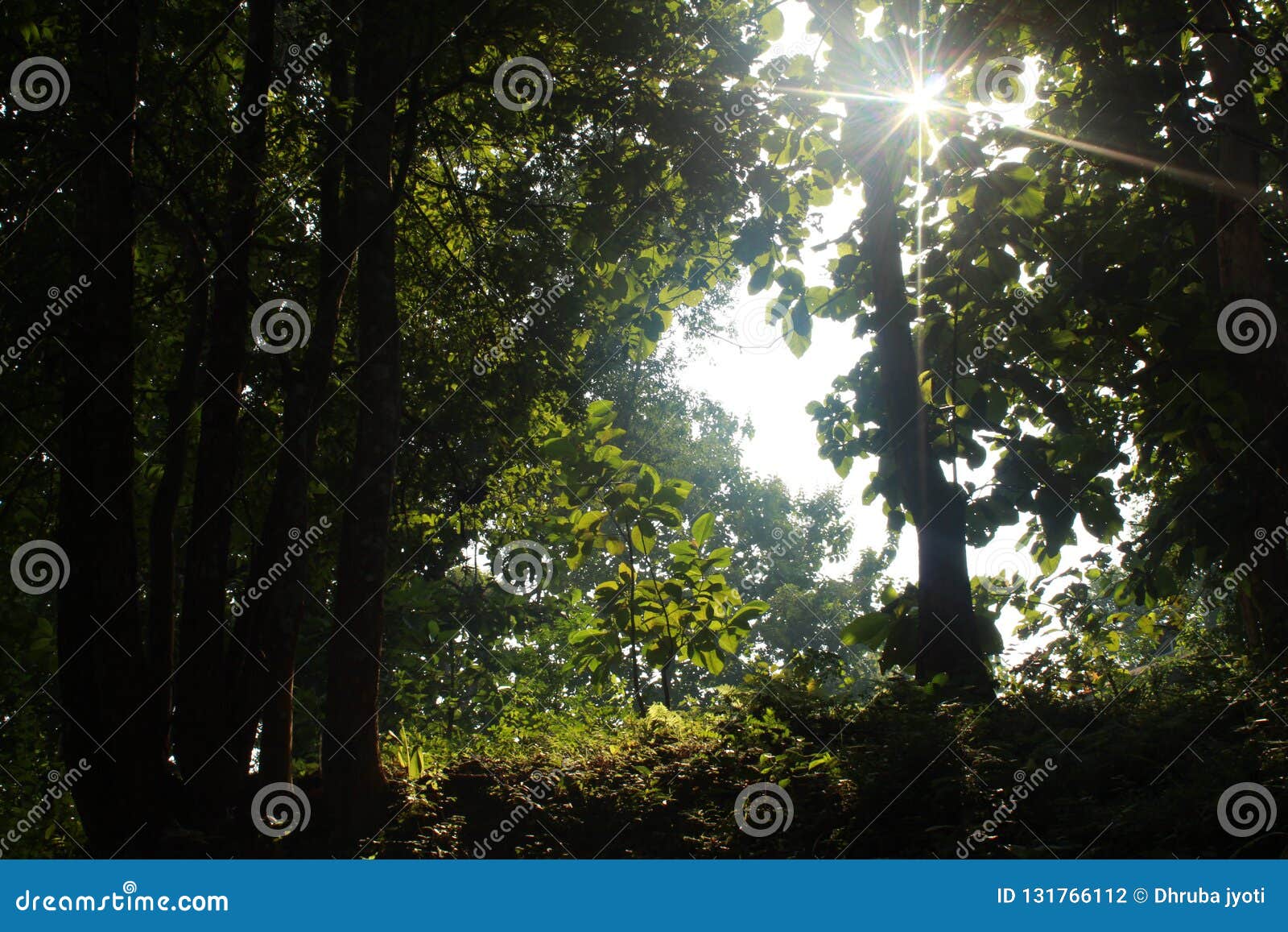 Dark Green Place with Beautiful Sun Light Stock Photo - Image of place ...