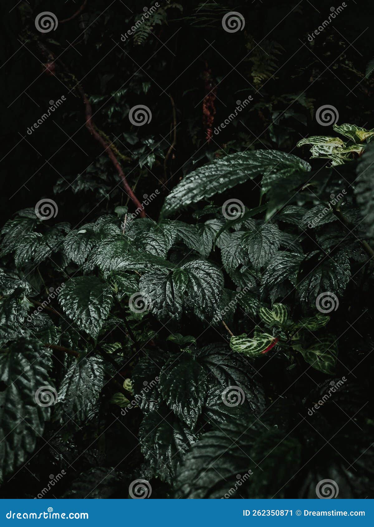 Dark Green Plants Forest Nature Wild Plants Stock Image - Image of ...