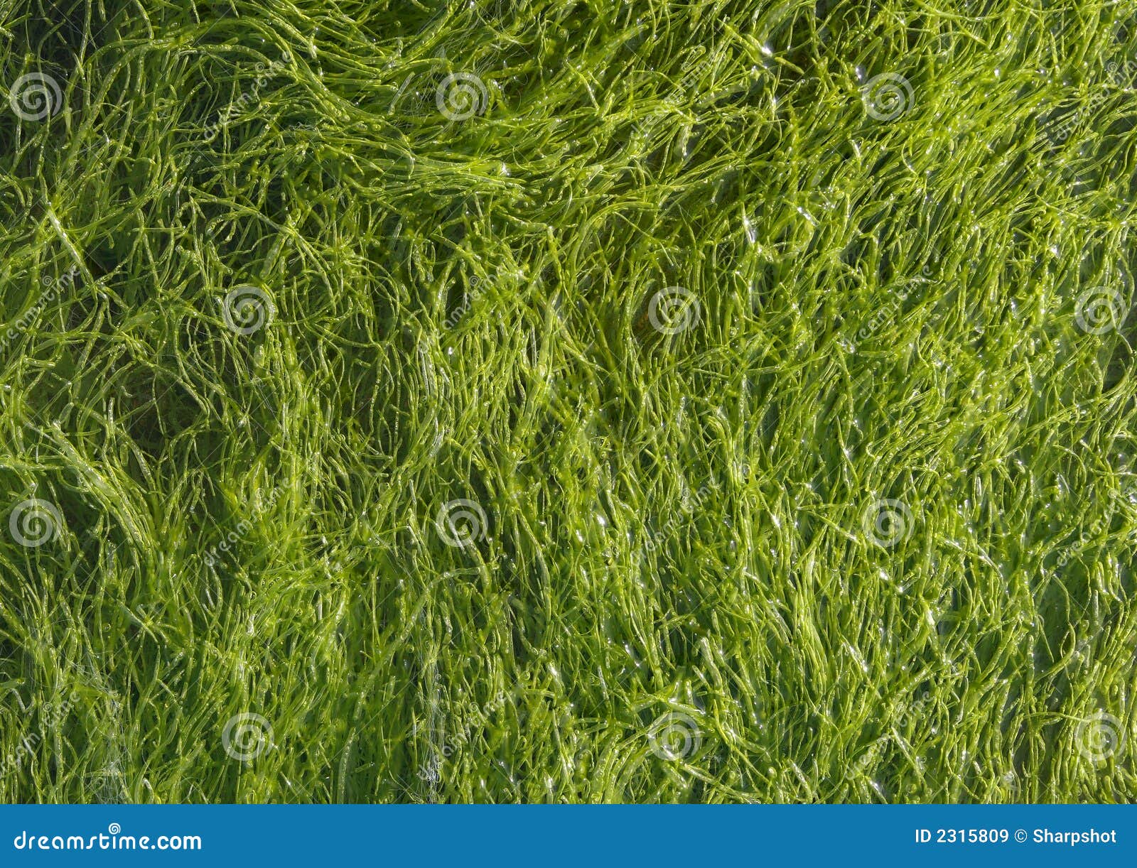 Dark green seaweed. stock image. Image of contrast, nature - 2315809