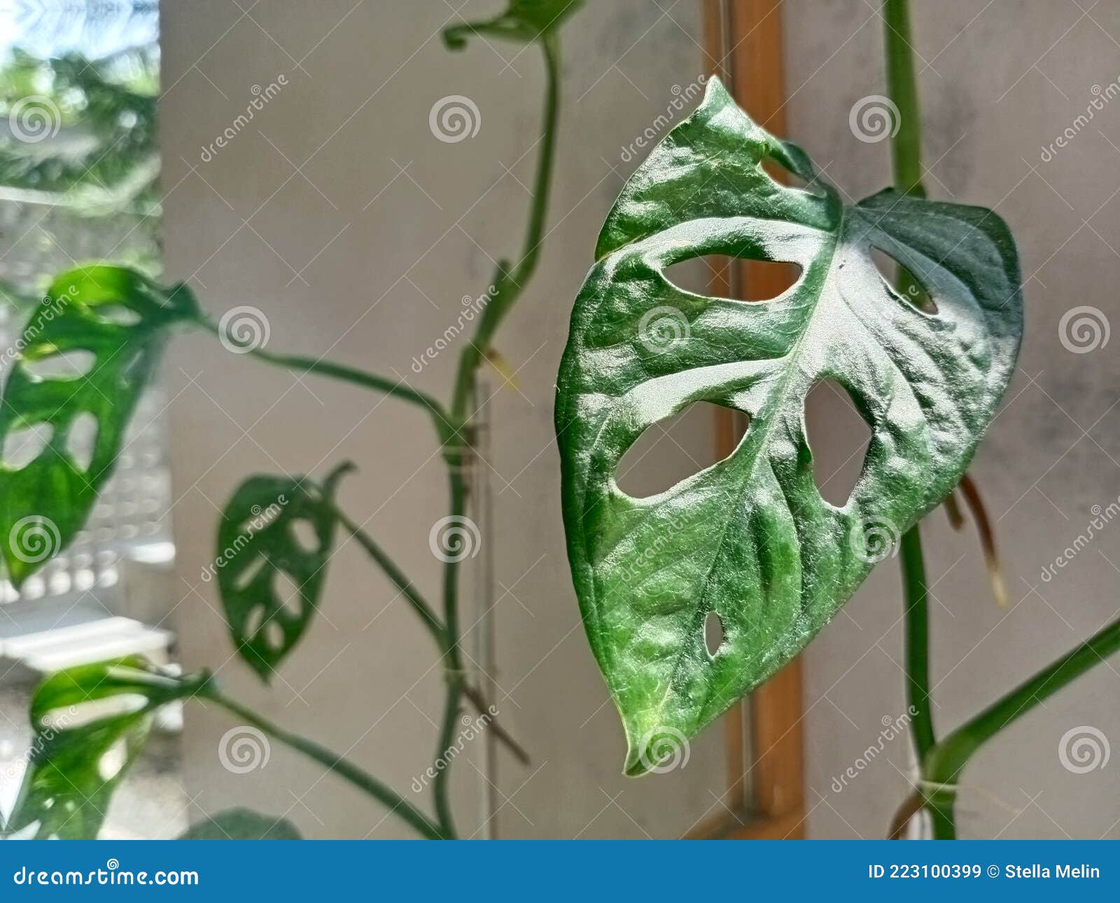 A Dark Green Trimming of the Monstera and Its Reflection Stock Image ...