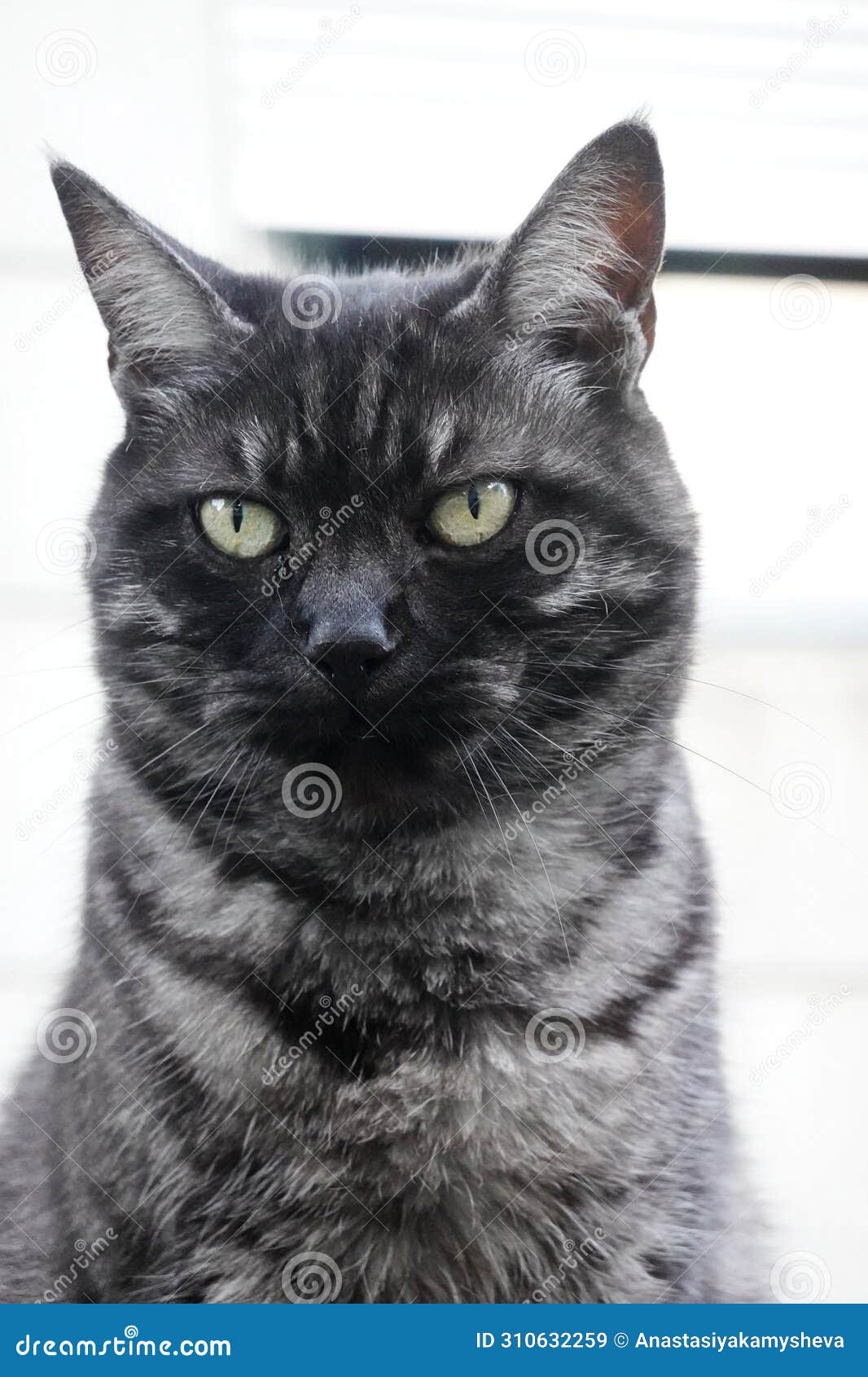 Dark Grey Cat Washing Itself Stock Image - Image of furry, dark: 310632259