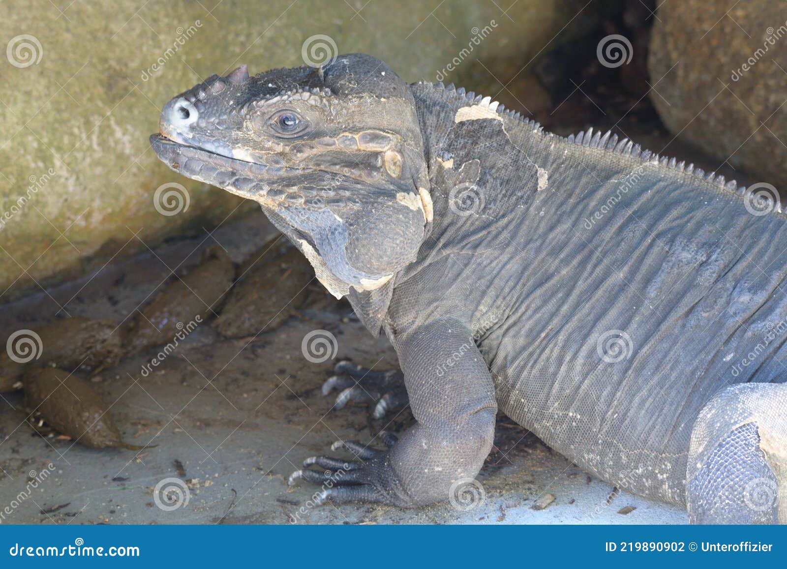A Dark Grey Iguana Basking Under the Sun Stock Photo - Image of iguanas ...