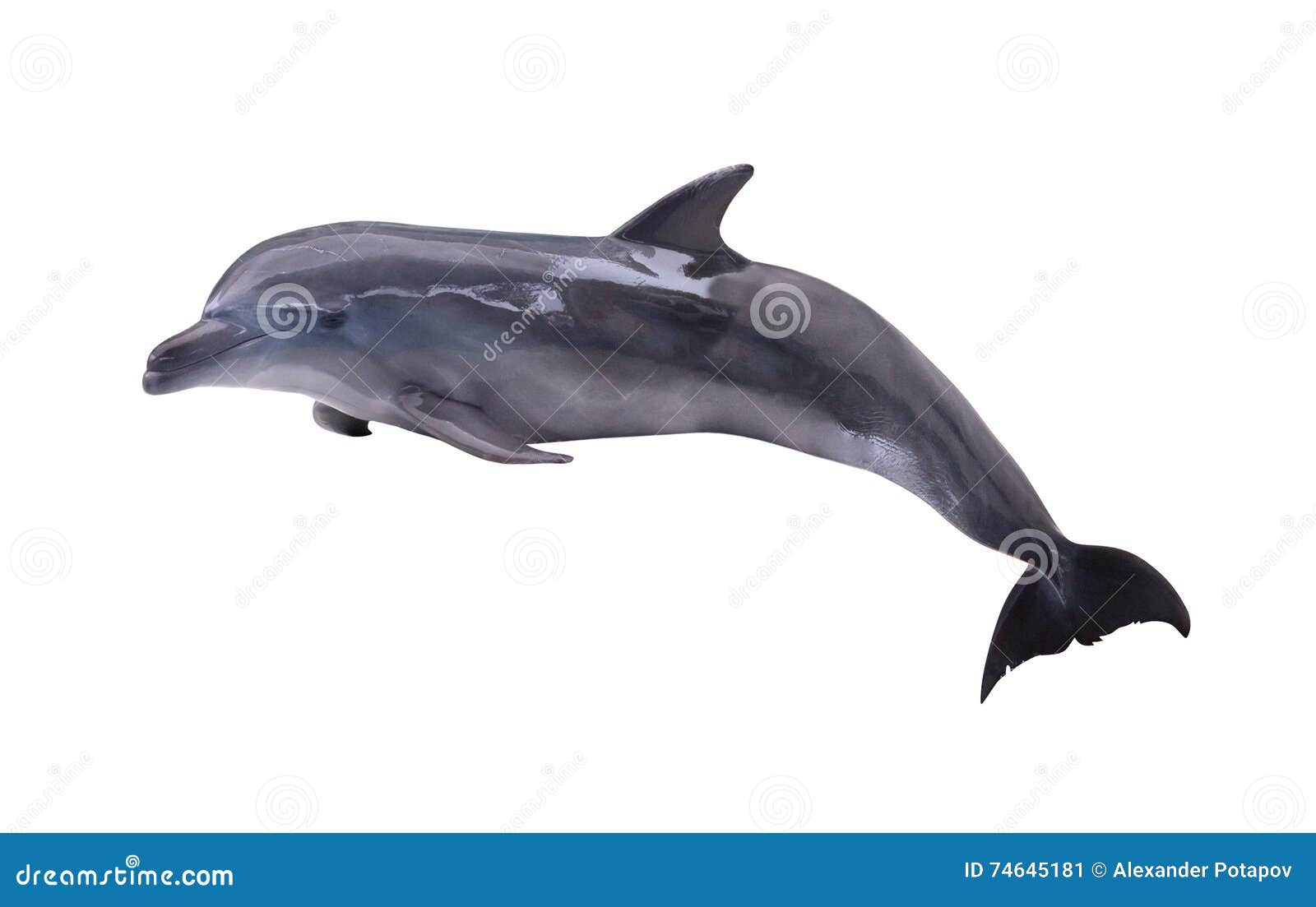 Dark grey isolated dolphin stock image. Image of isolated - 74645181