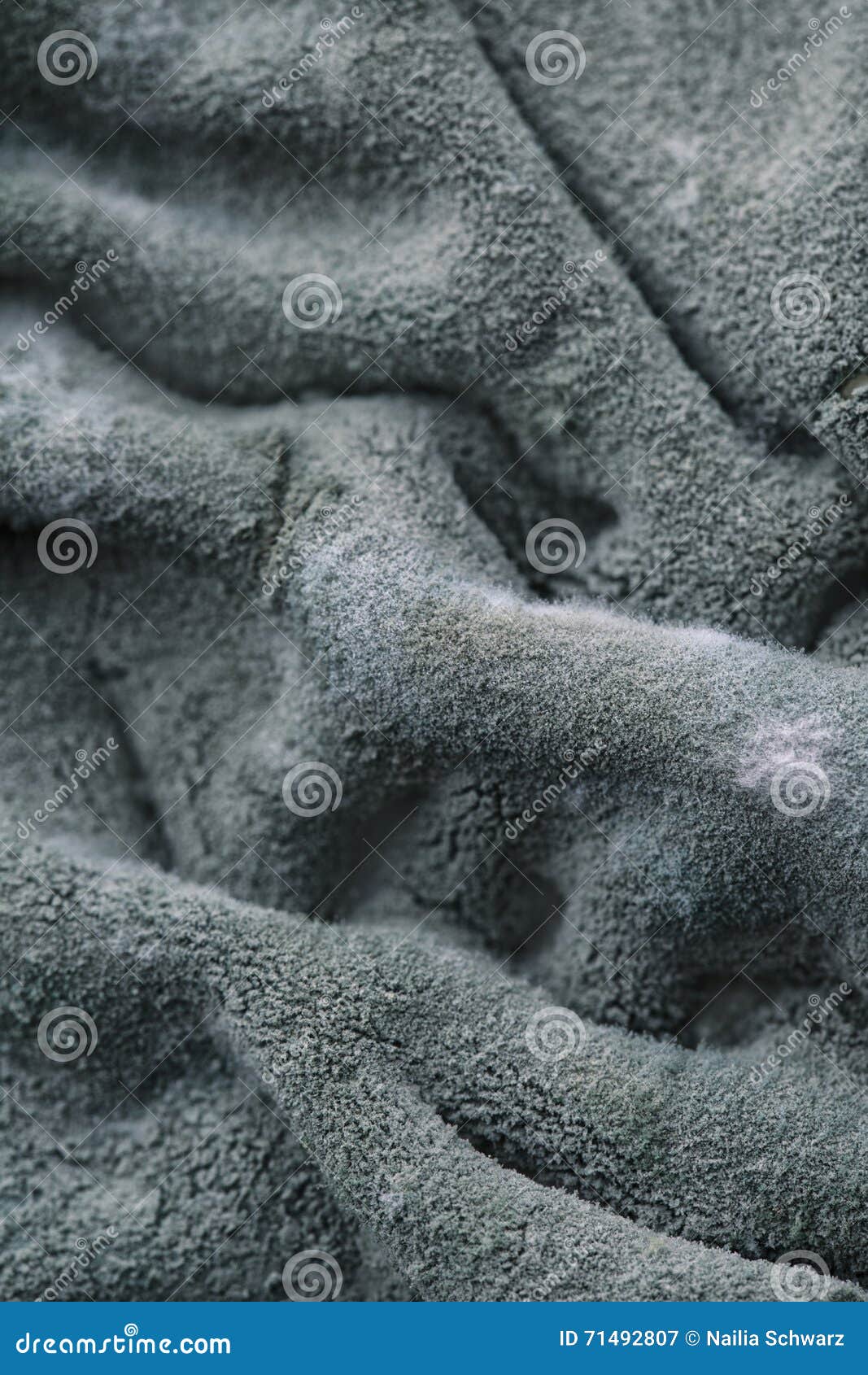 Dark Grey Mold Fungus Growing Royalty-Free Stock Photography ...