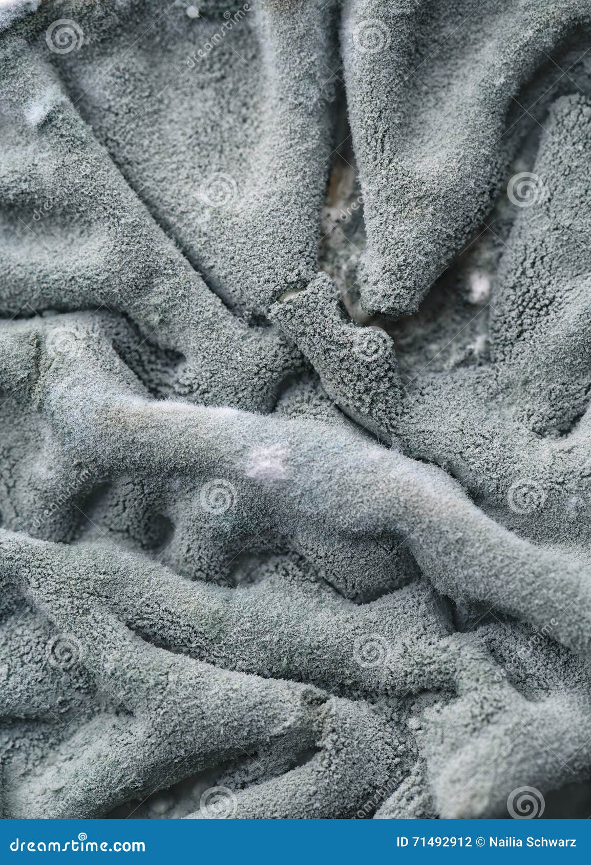Dark Grey Mold Fungus Growing Stock Photo - Image of unclean, kitchen ...