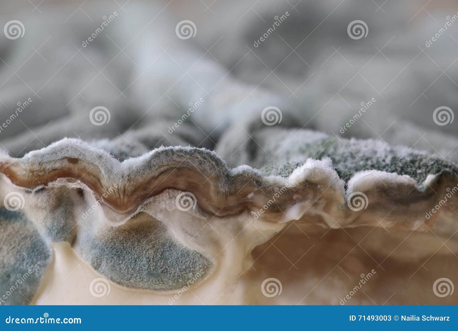 Dark Grey Mold Fungus Growing Stock Image - Image of stale, unhealthy ...