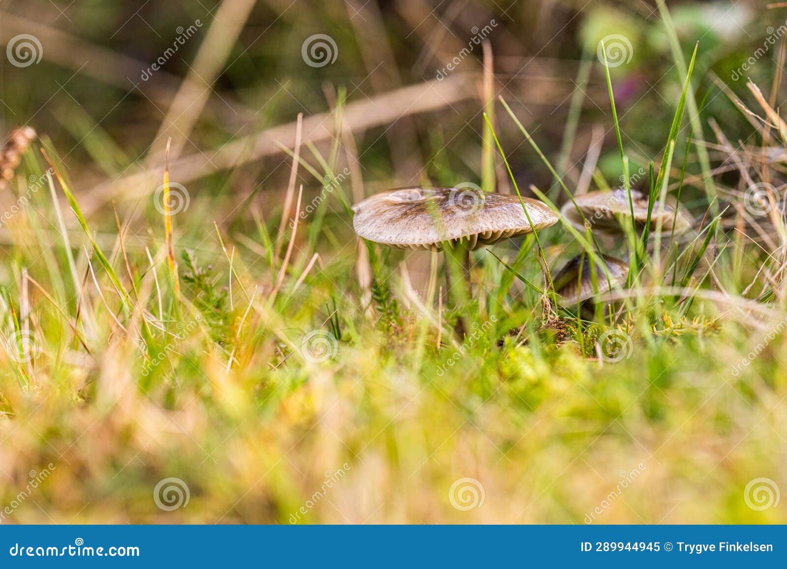 Dark Grey Mushrooms in a Grass Field.. Stock Image - Image of outdoors ...