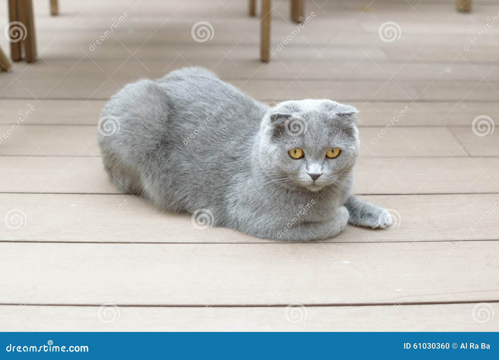 Dark grey Scottish Fold stock photo. Image of brown, curious - 61030360